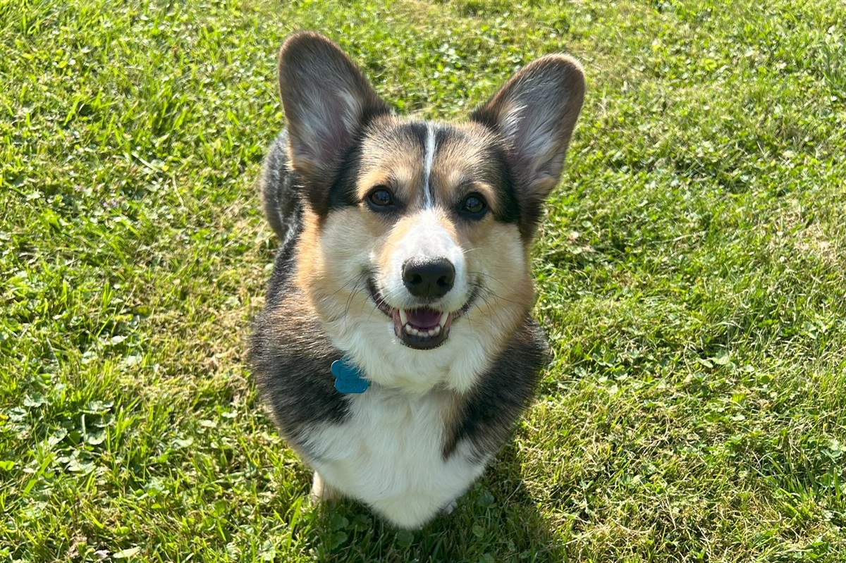 Dog License Reminder - City of Gardiner